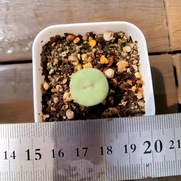 写真は5cm のポットを使用しております。単頭、約1.2センチ　根あり発送の際、鉢と土は付きません脱皮前の時期は外葉に傷が見られる場合がございますが、これは自然な現象です。脱皮をすると綺麗になりますので、脱皮が終わるまでそのまま見守ってあげ...