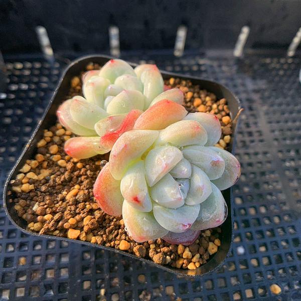 ◆写真は9cm のポットを使用しております。◆発根管理中の子もいますので、気になる方は、入札をお控えください。◆発送は抜き苗での発送です。(鉢と土はつきません。) 多肉植物は土の無い状態でも2-4週間生きていけますので、到着後、すぐ植え付け...