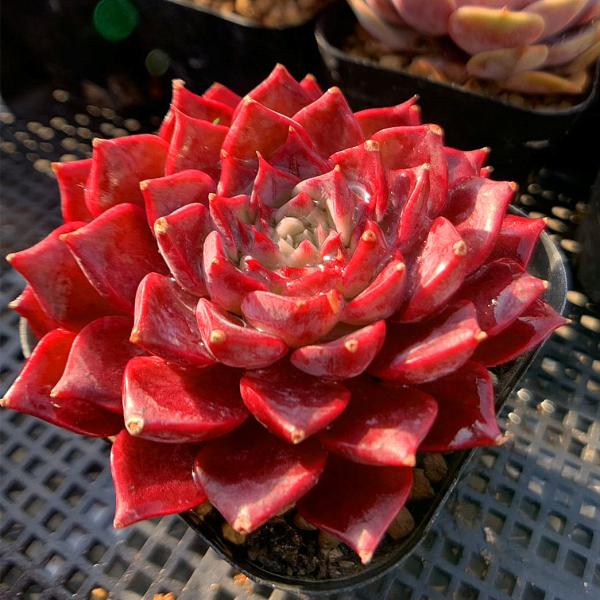 ◆写真は6.5cm のポットを使用しております。◆発根管理中の子もいますので、気になる方は、入札をお控えください。◆発送は抜き苗での発送です。(鉢と土はつきません。) 多肉植物は土の無い状態でも2-4週間生きていけますので、到着後、すぐ植え...