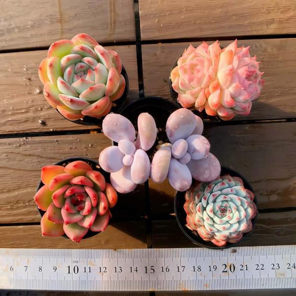 ◆約5-6センチ　5点セット　実生苗◆原種チーズ（2頭）、桃薫の女王（2頭）、ブルーミニマ、Honey pink、ストロベリーアーモンドHYB（当店オリジナル土品種）　　一点ずつ　ポット苗　土、鉢付き発送　　◆植え替えの手間なし！カット苗が...