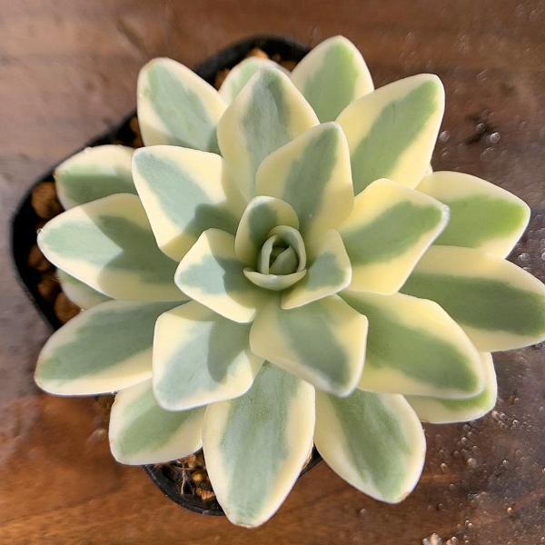 ◆写真は6.5cm のポットを使用しております。◆発根管理中の子もいますので、気になる方は、入札をお控えください。 ◆発送は抜き苗での発送です。(鉢と土はつきません。) 多肉植物は土の無い状態でも2-4週間生きていけますので、到着後、すぐ植...