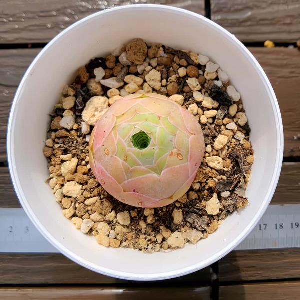 ◆写真は9cm のポットを使用しております。◆発根管理中の子もいますので、気になる方は、入札をお控えください。 ◆発送は抜き苗での発送です。(鉢と土はつきません。) 多肉植物は土の無い状態でも2-4週間生きていけますので、到着後、すぐ植え付...