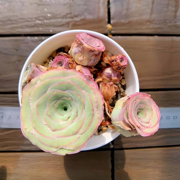 ◆写真は9cm のポットを使用しております。◆発根管理中の子もいますので、気になる方は、入札をお控えください。 ◆発送は抜き苗での発送です。(鉢と土はつきません。) 多肉植物は土の無い状態でも2-4週間生きていけますので、到着後、すぐ植え付...