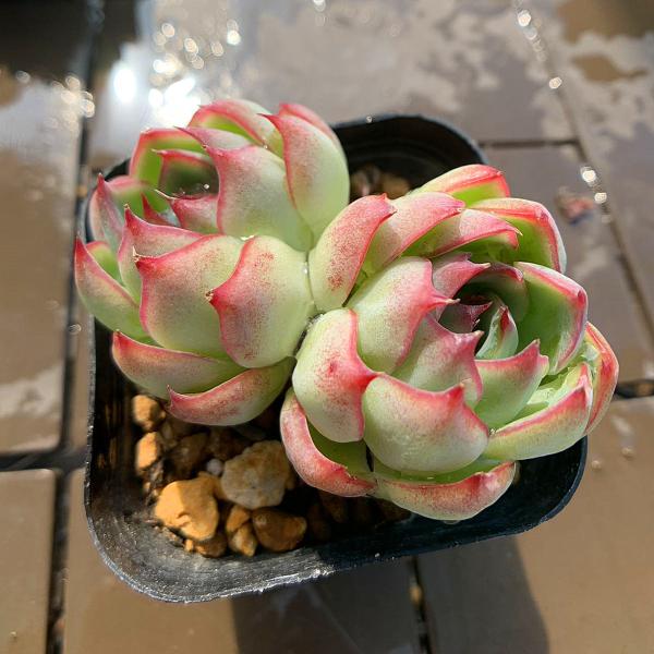 ◆写真は6.5cm のポットを使用しております。 ◆発根管理中の子もいますので、気になる方は、入札をお控えください。◆発送は抜き苗での発送です。(鉢と土はつきません。) 多肉植物は土の無い状態でも2-4週間生きていけますので、到着後、すぐ植...