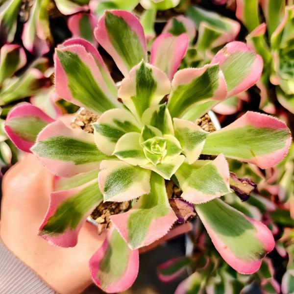 ◆写真は9cm のポットを使用しております。◆発根管理中の子もいますので、気になる方は、入札をお控えください。 ◆発送は抜き苗での発送です。(鉢と土はつきません。) 多肉植物は土の無い状態でも2-4週間生きていけますので、到着後、すぐ植え付...