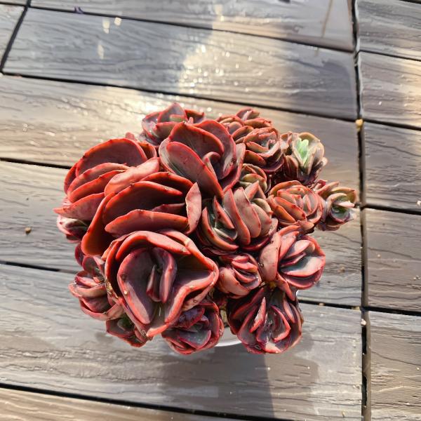 ◆写真は9cm のポットを使用しております。◆発根管理中の子もいますので、気になる方は、入札をお控えください。◆発送は抜き苗での発送です。(鉢と土はつきません。) 多肉植物は土の無い状態でも2-4週間生きていけますので、到着後、すぐ植え付け...