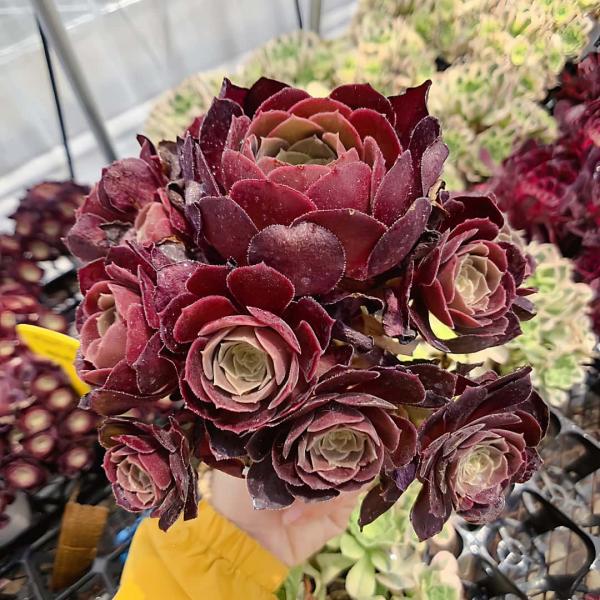 ◆写真は9cm のポットを使用しております。◆発根管理中の子もいますので、気になる方は、入札をお控えください。 ◆発送は抜き苗での発送です。(鉢と土はつきません。) 多肉植物は土の無い状態でも2-4週間生きていけますので、到着後、すぐ植え付...