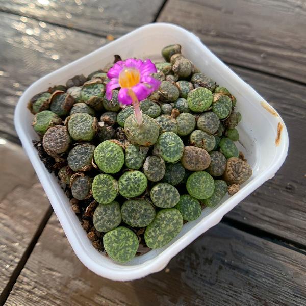 写真は5cm のポットを使用しております。35-40頭鉢ごと発送、根ありメセン系の商品の場合、他の品種が多少混ざることがございます。また、商品タイトルの頭数は目安になります。個体が大きい場合、商品タイトルの個数より若干少ない頭数になることが...