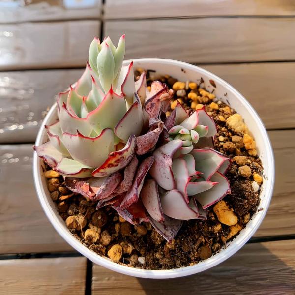 ◆写真は9cm のポットを使用しております。◆発根管理中の子もいますので、気になる方は、入札をお控えください。◆発送は抜き苗での発送です。(鉢と土はつきません。) 多肉植物は土の無い状態でも2-4週間生きていけますので、到着後、すぐ植え付け...