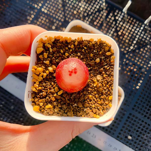 写真は5cm のポットを使用しております。単頭価格根ありサイズ　約1.6-2.0センチ発送は抜き苗での発送です。(鉢と土はつきません。)脱皮前の時期は外葉に傷が見られる場合がございますが、これは自然な現象です。脱皮をすると綺麗になりますので...