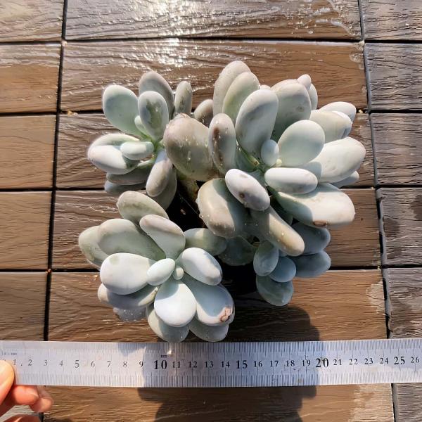 ◆写真は12cm のポットを使用しております。◆発根管理中の子もいますので、気になる方は、入札をお控えください。 ◆発送は抜き苗での発送です。(鉢と土はつきません。) 多肉植物は土の無い状態でも2-4週間生きていけますので、到着後、すぐ植え...