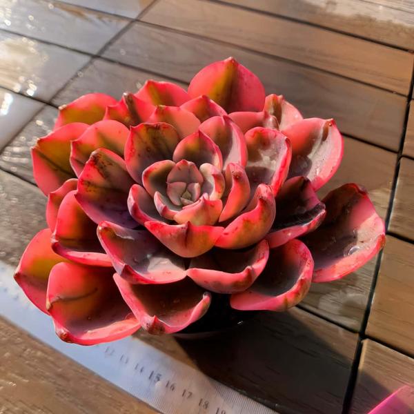 ◆写真は9cm のポットを使用しております。◆発根管理中の子もいますので、気になる方は、入札をお控えください◆発送は抜き苗での発送です。(鉢と土はつきません。) 多肉植物は土の無い状態でも2-4週間生きていけますので、到着後、すぐ植え付けす...