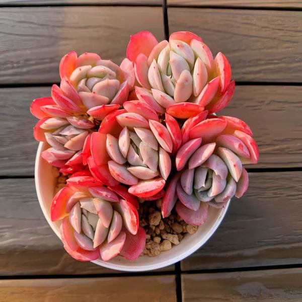 ◆写真は9cm のポットを使用しております。◆発根管理中の子もいますので、気になる方は、入札をお控えください◆発送は抜き苗での発送です。(鉢と土はつきません。) 多肉植物は土の無い状態でも2-4週間生きていけますので、到着後、すぐ植え付けす...