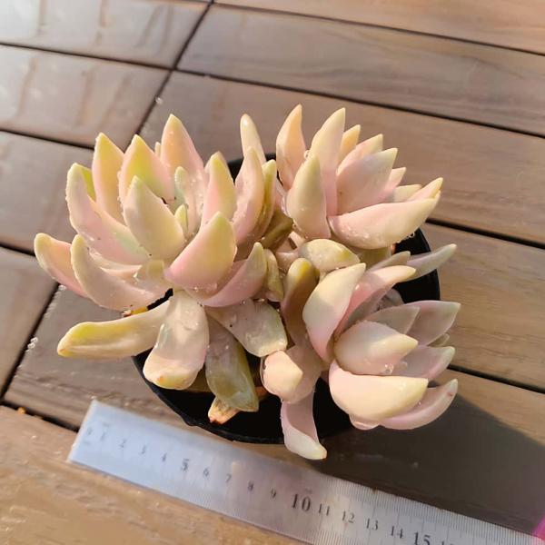 ◆写真は9cm のポットを使用しております。◆発根管理中の子もいますので、気になる方は、入札をお控えください。◆発送は抜き苗での発送です。(鉢と土はつきません。) 多肉植物は土の無い状態でも2-4週間生きていけますので、到着後、すぐ植え付け...