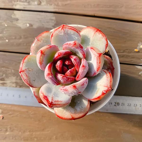 ◆写真は9cm のポットを使用しております。◆発根管理中の子もいますので、気になる方は、入札をお控えください。◆発送は抜き苗での発送です。(鉢と土はつきません。) 多肉植物は土の無い状態でも2-4週間生きていけますので、到着後、すぐ植え付け...