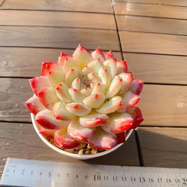 ◆写真は9cm のポットを使用しております。◆発根管理中の子もいますので、気になる方は、入札をお控えください。◆発送は抜き苗での発送です。(鉢と土はつきません。) 多肉植物は土の無い状態でも2-4週間生きていけますので、到着後、すぐ植え付け...