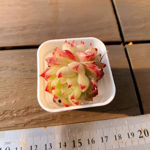 ◆写真は4cm のポットを使用しております。実生苗◆【多肉バイキング】カテゴリー中の商品を4つ同時にご注文頂きますと、更にもう１苗プレゼントさせて頂きます。　　8個同時にご注文頂きますと2苗プレゼント◆（プレゼント苗の品種は【多肉バイキング...