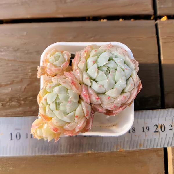 ◆写真は4cm のポットを使用しております。実生苗◆【多肉バイキング】カテゴリー中の商品を4つ同時にご注文頂きますと、更にもう１苗プレゼントさせて頂きます。　　8個同時にご注文頂きますと2苗プレゼント◆（プレゼント苗の品種は【多肉バイキング...