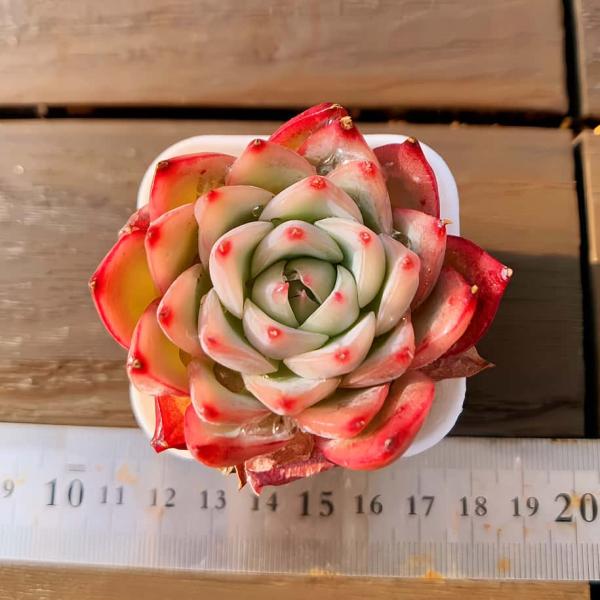 ◆写真は4cm のポットを使用しております。実生苗◆【多肉バイキング】カテゴリー中の商品を4つ同時にご注文頂きますと、更にもう１苗プレゼントさせて頂きます。　　8個同時にご注文頂きますと2苗プレゼント◆（プレゼント苗の品種は【多肉バイキング...