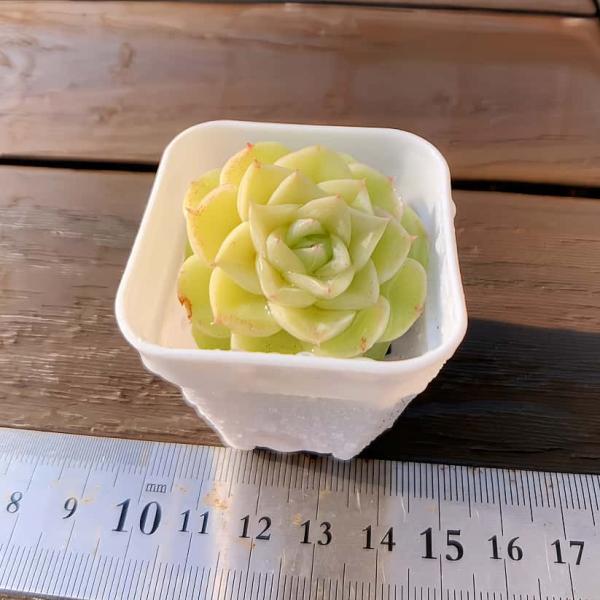 ◆写真は4cm のポットを使用しております。実生苗◆【多肉バイキング】カテゴリー中の商品を4つ同時にご注文頂きますと、更にもう１苗プレゼントさせて頂きます。　　8個同時にご注文頂きますと2苗プレゼント◆（プレゼント苗の品種は【多肉バイキング...