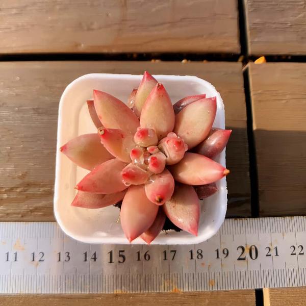 ◆写真は4cm のポットを使用しております。実生苗◆【多肉バイキング】カテゴリー中の商品を4つ同時にご注文頂きますと、更にもう１苗プレゼントさせて頂きます。　　8個同時にご注文頂きますと2苗プレゼント◆（プレゼント苗の品種は【多肉バイキング...