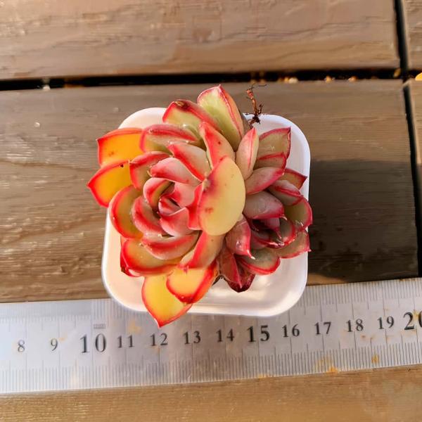 ◆写真は4cm のポットを使用しております。実生苗◆【多肉バイキング】カテゴリー中の商品を4つ同時にご注文頂きますと、更にもう１苗プレゼントさせて頂きます。　　8個同時にご注文頂きますと2苗プレゼント◆（プレゼント苗の品種は【多肉バイキング...