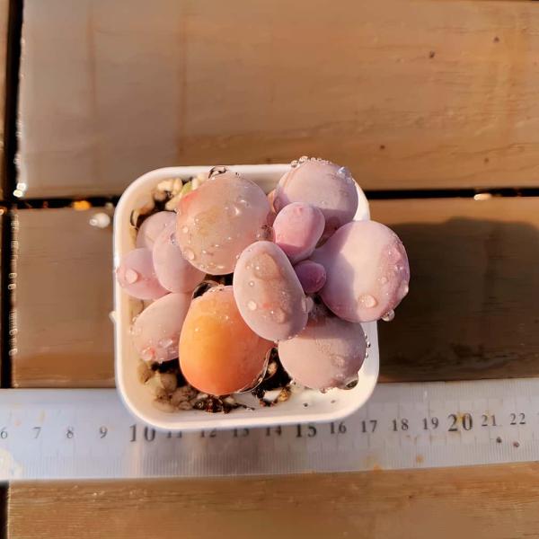 ◆写真は5cm のポットを使用しております。実生苗◆【多肉バイキング】カテゴリー中の商品を4つ同時にご注文頂きますと、更にもう１苗プレゼントさせて頂きます。　　8個同時にご注文頂きますと2苗プレゼント◆（プレゼント苗の品種は【多肉バイキング...