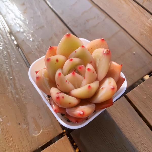 ◆写真は5cm のポットを使用しております。実生苗◆【多肉バイキング】カテゴリー中の商品を4つ同時にご注文頂きますと、更にもう１苗プレゼントさせて頂きます。　　8個同時にご注文頂きますと2苗プレゼント◆（プレゼント苗の品種は【多肉バイキング...