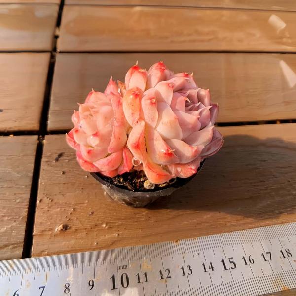 ◆写真は5cm のポットを使用しております。実生苗◆【多肉バイキング】カテゴリー中の商品を4つ同時にご注文頂きますと、更にもう１苗プレゼントさせて頂きます。　　8個同時にご注文頂きますと2苗プレゼント◆（プレゼント苗の品種は【多肉バイキング...