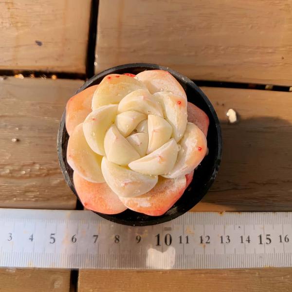 ◆写真は5cm のポットを使用しております。実生苗◆【多肉バイキング】カテゴリー中の商品を4つ同時にご注文頂きますと、更にもう１苗プレゼントさせて頂きます。　　8個同時にご注文頂きますと2苗プレゼント◆（プレゼント苗の品種は【多肉バイキング...