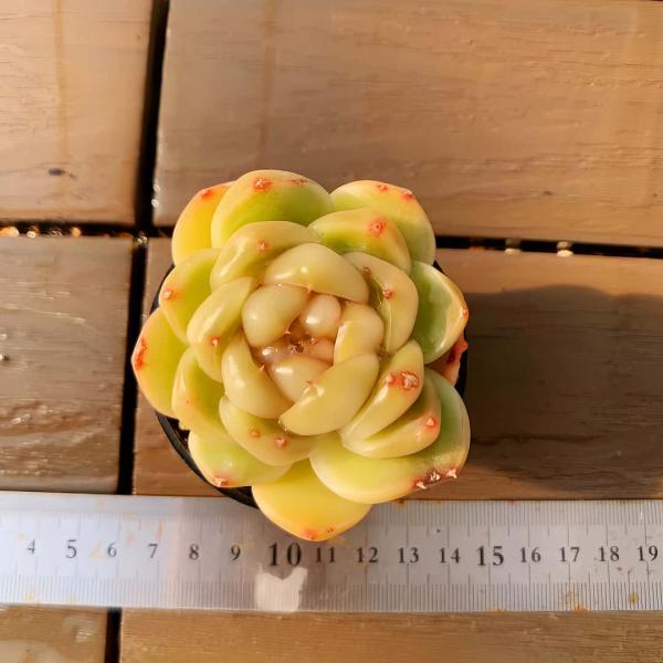 ◆写真は5cm のポットを使用しております。実生苗◆【多肉バイキング】カテゴリー中の商品を4つ同時にご注文頂きますと、更にもう１苗プレゼントさせて頂きます。　　8個同時にご注文頂きますと2苗プレゼント◆（プレゼント苗の品種は【多肉バイキング...