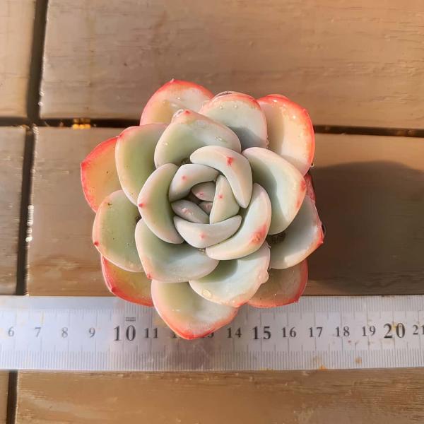 ◆写真は5cm のポットを使用しております。実生苗◆【多肉バイキング】カテゴリー中の商品を4つ同時にご注文頂きますと、更にもう１苗プレゼントさせて頂きます。　　8個同時にご注文頂きますと2苗プレゼント◆（プレゼント苗の品種は【多肉バイキング...