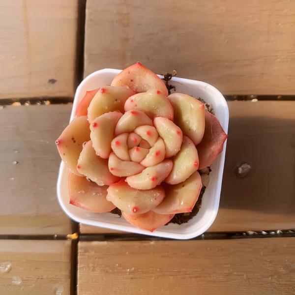 ◆写真は5cm のポットを使用しております。実生苗◆【多肉バイキング】カテゴリー中の商品を4つ同時にご注文頂きますと、更にもう１苗プレゼントさせて頂きます。　　8個同時にご注文頂きますと2苗プレゼント◆（プレゼント苗の品種は【多肉バイキング...