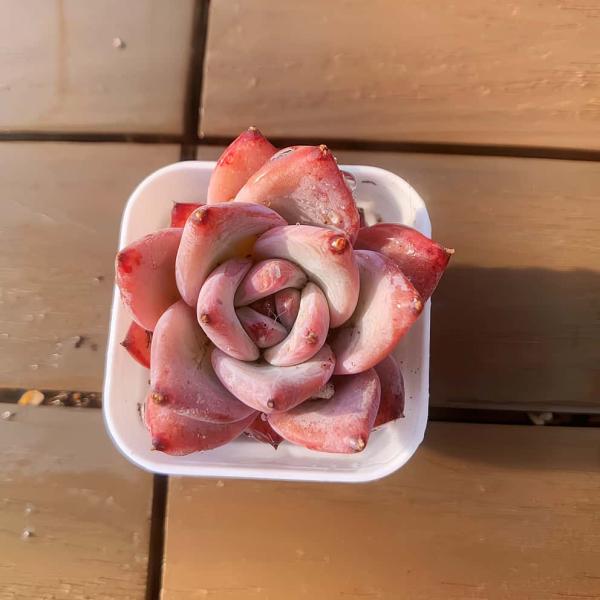 ◆写真は5cm のポットを使用しております。実生苗◆【多肉バイキング】カテゴリー中の商品を4つ同時にご注文頂きますと、更にもう１苗プレゼントさせて頂きます。　　8個同時にご注文頂きますと2苗プレゼント◆（プレゼント苗の品種は【多肉バイキング...