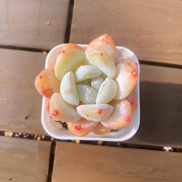 ◆写真は5cm のポットを使用しております。実生苗◆【多肉バイキング】カテゴリー中の商品を4つ同時にご注文頂きますと、更にもう１苗プレゼントさせて頂きます。　　8個同時にご注文頂きますと2苗プレゼント◆（プレゼント苗の品種は【多肉バイキング...