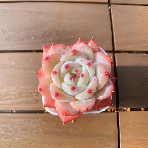 ◆写真は5cm のポットを使用しております。実生苗◆【多肉バイキング】カテゴリー中の商品を4つ同時にご注文頂きますと、更にもう１苗プレゼントさせて頂きます。　　8個同時にご注文頂きますと2苗プレゼント◆（プレゼント苗の品種は【多肉バイキング...