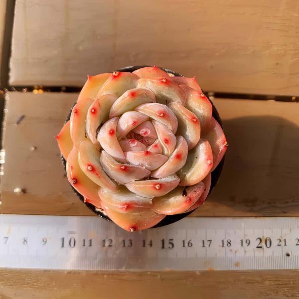 ◆写真は5cm のポットを使用しております。実生苗◆【多肉バイキング】カテゴリー中の商品を4つ同時にご注文頂きますと、更にもう１苗プレゼントさせて頂きます。　　8個同時にご注文頂きますと2苗プレゼント◆（プレゼント苗の品種は【多肉バイキング...