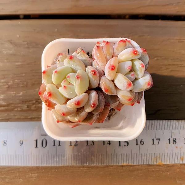 ◆写真は4cm のポットを使用しております。実生苗◆【多肉バイキング】カテゴリー中の商品を4つ同時にご注文頂きますと、更にもう１苗プレゼントさせて頂きます。　　8個同時にご注文頂きますと2苗プレゼント◆（プレゼント苗の品種は【多肉バイキング...