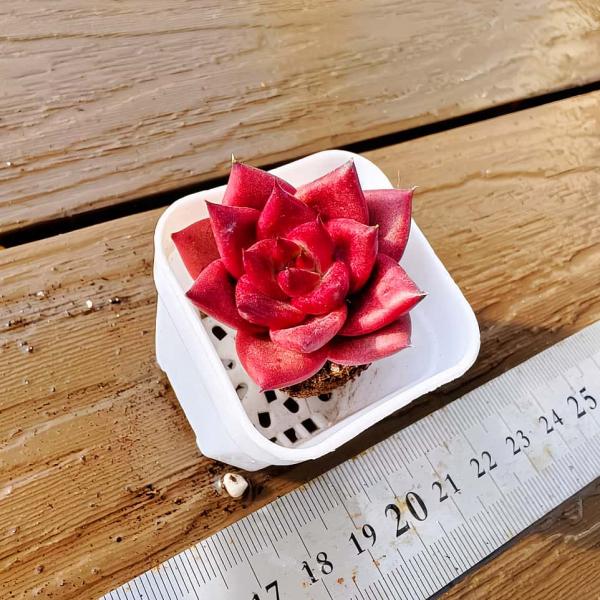 ◆写真は4cm のポットを使用しております。実生苗◆【多肉バイキング】カテゴリー中の商品を4つ同時にご注文頂きますと、更にもう１苗プレゼントさせて頂きます。　　8個同時にご注文頂きますと2苗プレゼント◆（プレゼント苗の品種は【多肉バイキング...