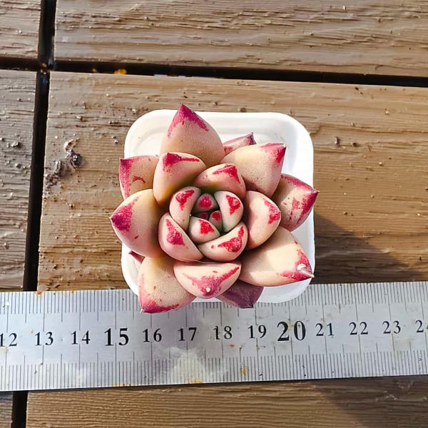 ◆写真は4cm のポットを使用しております。実生苗◆【多肉バイキング】カテゴリー中の商品を4つ同時にご注文頂きますと、更にもう１苗プレゼントさせて頂きます。　　8個同時にご注文頂きますと2苗プレゼント◆（プレゼント苗の品種は【多肉バイキング...