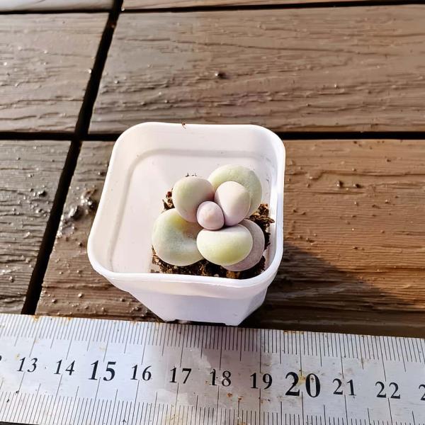 ◆写真は4cm のポットを使用しております。実生苗◆【多肉バイキング】カテゴリー中の商品を4つ同時にご注文頂きますと、更にもう１苗プレゼントさせて頂きます。　　8個同時にご注文頂きますと2苗プレゼント◆（プレゼント苗の品種は【多肉バイキング...