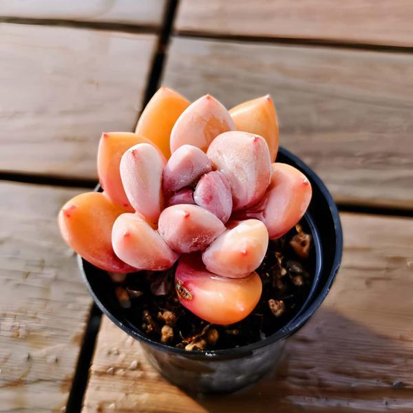 ◆写真は5cm のポットを使用しております。実生苗◆【多肉バイキング】カテゴリー中の商品を4つ同時にご注文頂きますと、更にもう１苗プレゼントさせて頂きます。　　8個同時にご注文頂きますと2苗プレゼント◆（プレゼント苗の品種は【多肉バイキング...