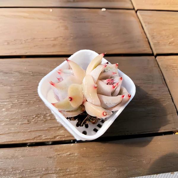 ◆写真は4cm のポットを使用しております。実生苗◆【多肉バイキング】カテゴリー中の商品を4つ同時にご注文頂きますと、更にもう１苗プレゼントさせて頂きます。　　8個同時にご注文頂きますと2苗プレゼント◆（プレゼント苗の品種は【多肉バイキング...