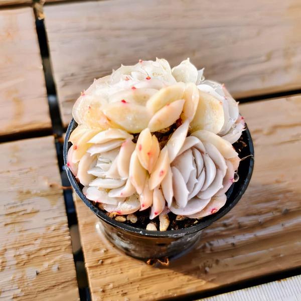 ◆写真は5cm のポットを使用しております。実生苗◆【多肉バイキング】カテゴリー中の商品を4つ同時にご注文頂きますと、更にもう１苗プレゼントさせて頂きます。　　8個同時にご注文頂きますと2苗プレゼント◆（プレゼント苗の品種は【多肉バイキング...