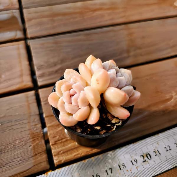 ◆写真は5cm のポットを使用しております。実生苗◆【多肉バイキング】カテゴリー中の商品を4つ同時にご注文頂きますと、更にもう１苗プレゼントさせて頂きます。　　8個同時にご注文頂きますと2苗プレゼント◆（プレゼント苗の品種は【多肉バイキング...