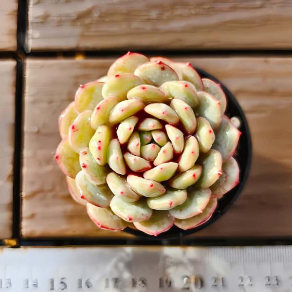 ◆写真は5cm のポットを使用しております。実生苗◆【多肉バイキング】カテゴリー中の商品を4つ同時にご注文頂きますと、更にもう１苗プレゼントさせて頂きます。　　8個同時にご注文頂きますと2苗プレゼント◆（プレゼント苗の品種は【多肉バイキング...