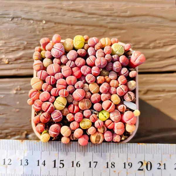 ◆写真は6cm のポットを使用しております。◆1ポット80-100頭セット（紫、赤多め）◆鉢ごと発送、根あり◆脱皮前の時期は外葉に傷が見られる場合がございますが、これは自然な現象です。脱皮をすると綺麗になりますので、脱皮が終わるまでそのまま...