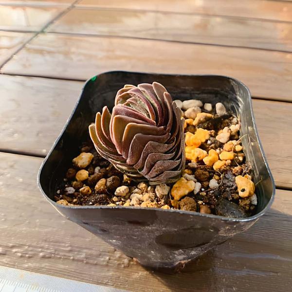 ◆写真は6.5cm のポットを使用しております。◆発根管理中の子もいますので、気になる方は、入札をお控えください。◆発送は抜き苗での発送です。(鉢と土はつきません。) 多肉植物は土の無い状態でも2-4週間生きていけますので、到着後、すぐ植え...