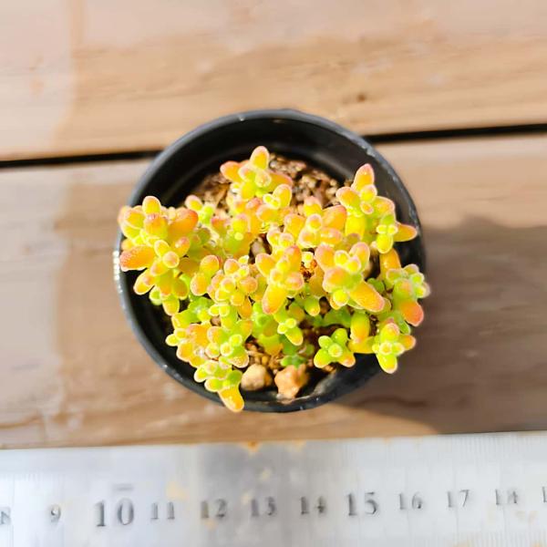 写真は5cm のポットを使用しております。鉢ごと発送、根あり