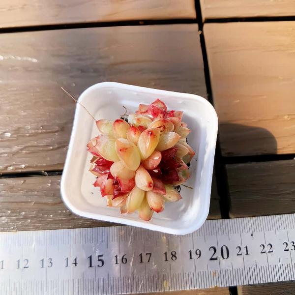 ◆写真は4cm のポットを使用しております。実生苗◆【多肉バイキング】カテゴリー中の商品を4つ同時にご注文頂きますと、更にもう１苗プレゼントさせて頂きます。　　8個同時にご注文頂きますと2苗プレゼント◆（プレゼント苗の品種は【多肉バイキング...